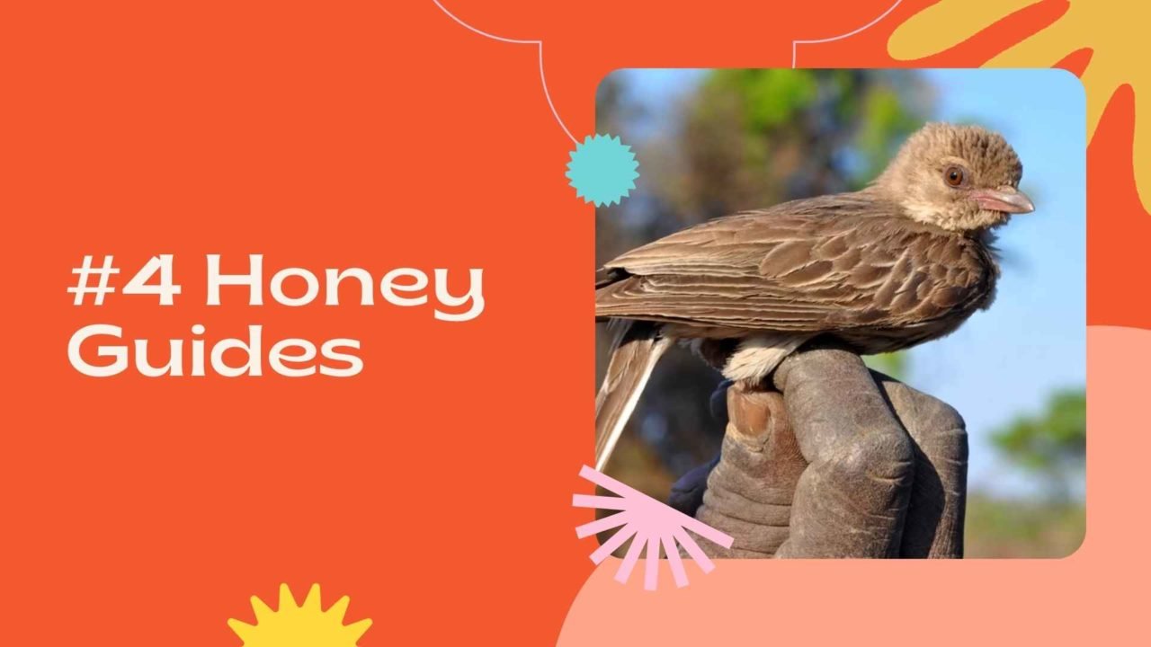 6 Animals That Love Honey As Much As Us! - Manuka Honey Singapore