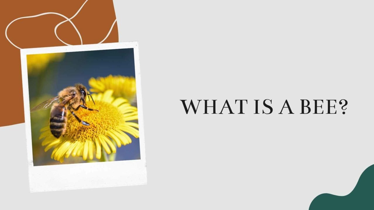 Why The Bees Are Disappearing And Why You Should Care - Manuka Honey ...