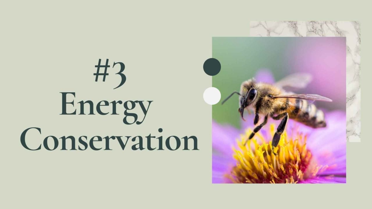 Why Are Honeycombs Hexagonal? - Manuka Honey Singapore
