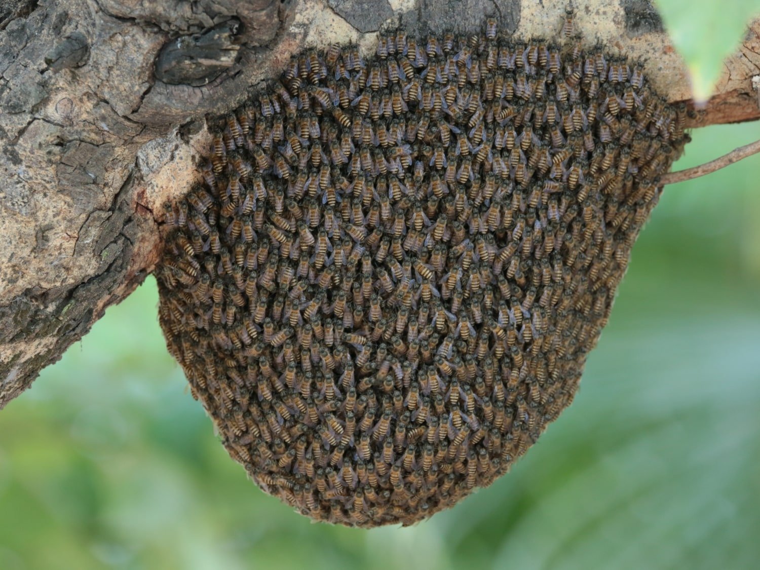 Black Forest Honey Introduction - Manuka Honey Singapore